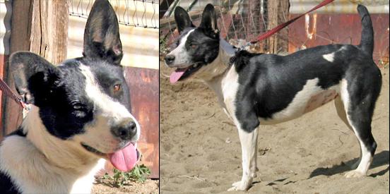 Border Collies In Need of Adoption in Southern California