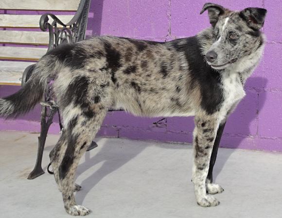 Border Collies In Need of Adoption in Southern California