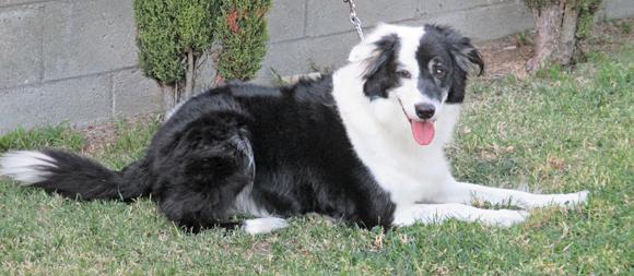 Border Collies In Need of Adoption in Southern California